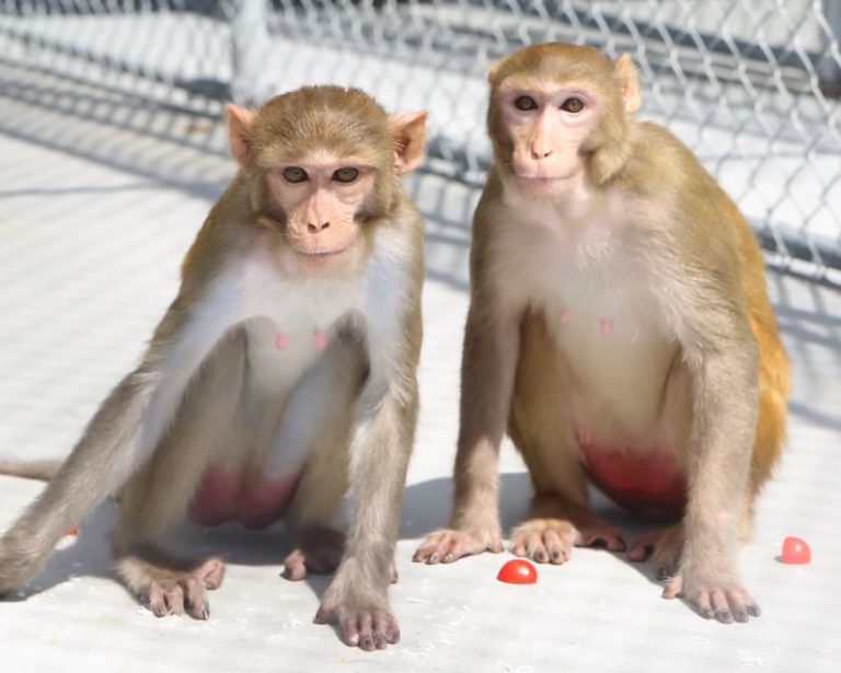 Animals in Research - Southwest National Primate Research Center