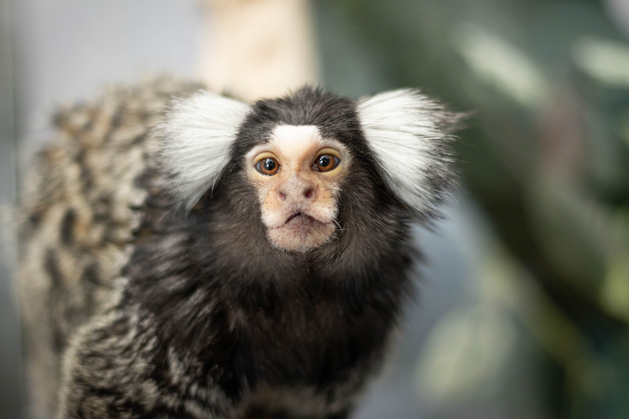 Nonhuman Primate Colonies – Southwest National Primate Research Center