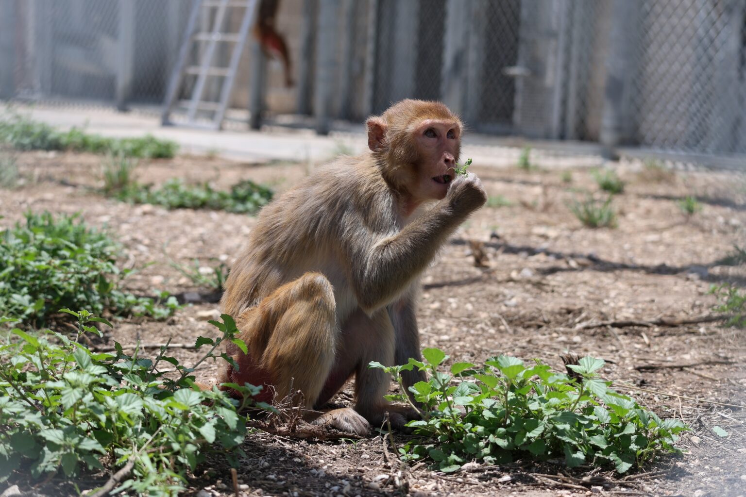 Nonhuman Primate Colonies – Southwest National Primate Research Center